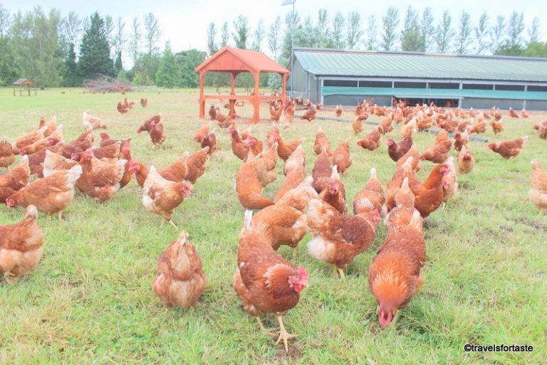 Behind the scenes at a free range Happy Eggs Co farm - Travels for Taste