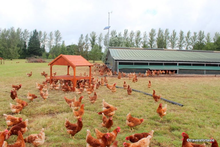 Behind the scenes at a free range Happy Eggs Co farm - Travels for Taste